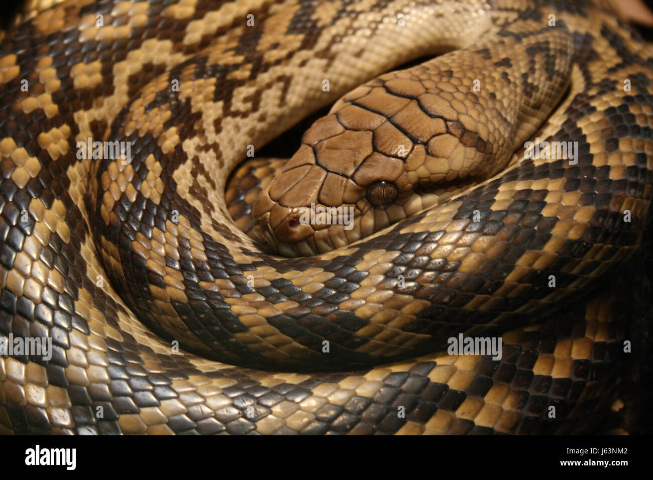 Sleeping Snake Stock Photos & Sleeping Snake Stock Images - Page 3 - Alamy