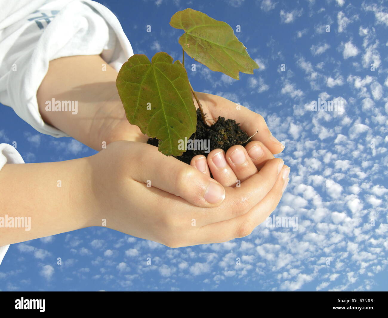 tree seedling in child hands Stock Photo - Alamy