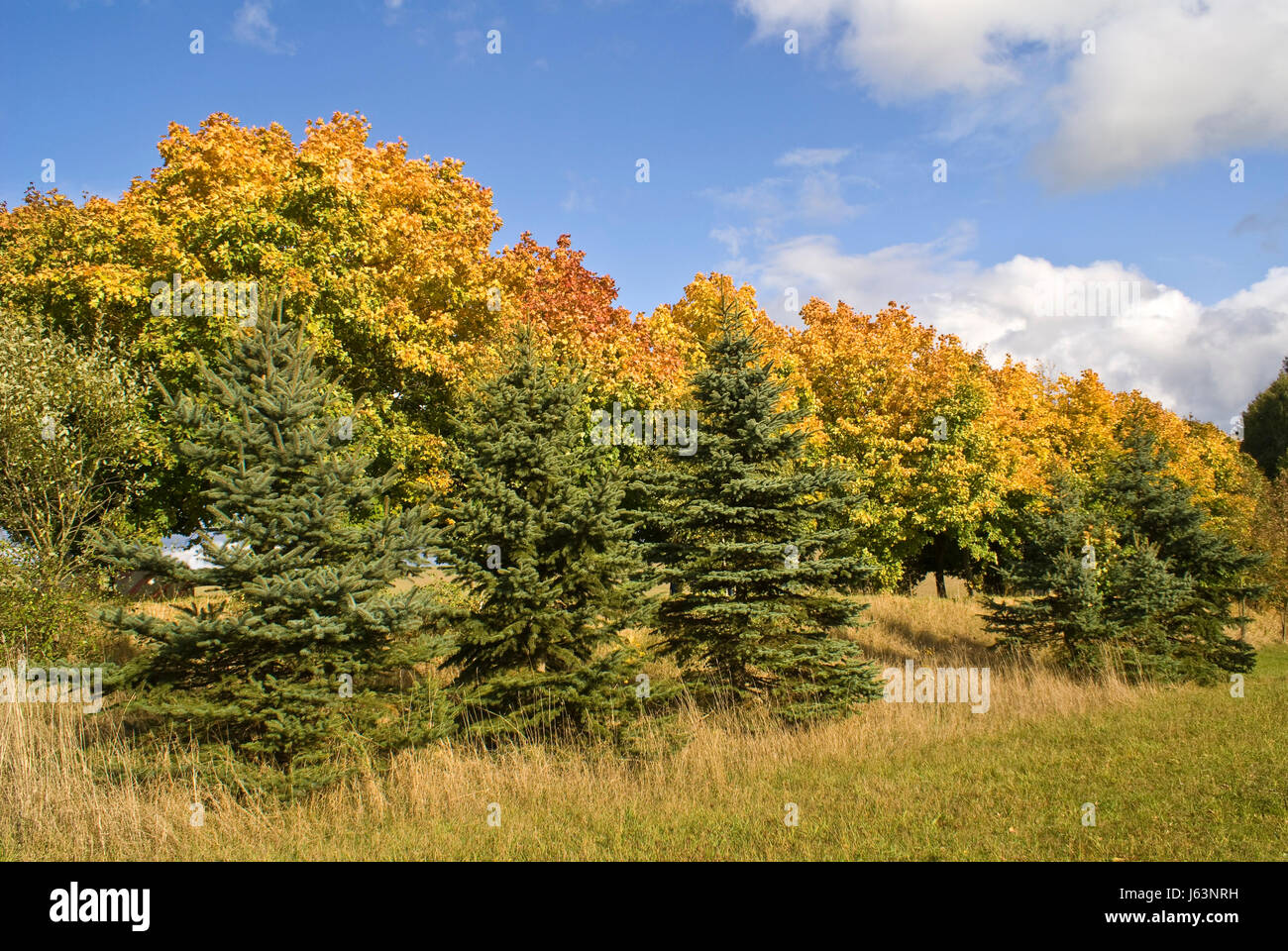 coloured maple leaves foliage fall autumn tree trees green leaves ...