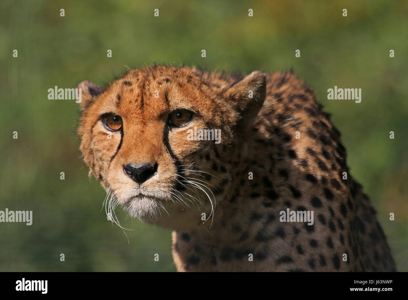 mammal big cat feline predator cat cheetah lurk game reserve readiness ...