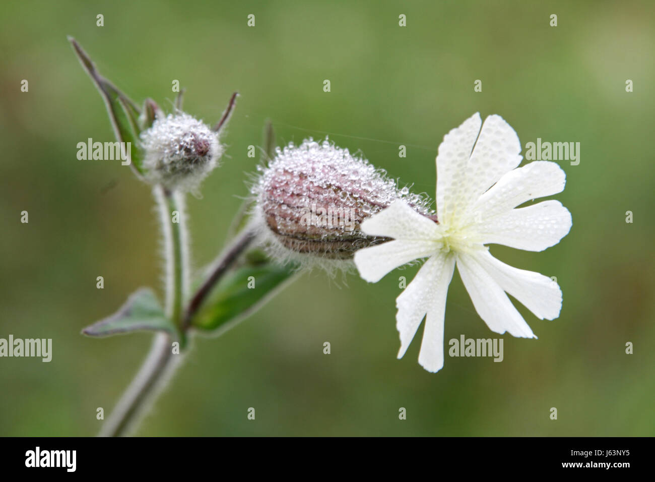 fog drop drip drops seeping sopping drips green fog blank european ...