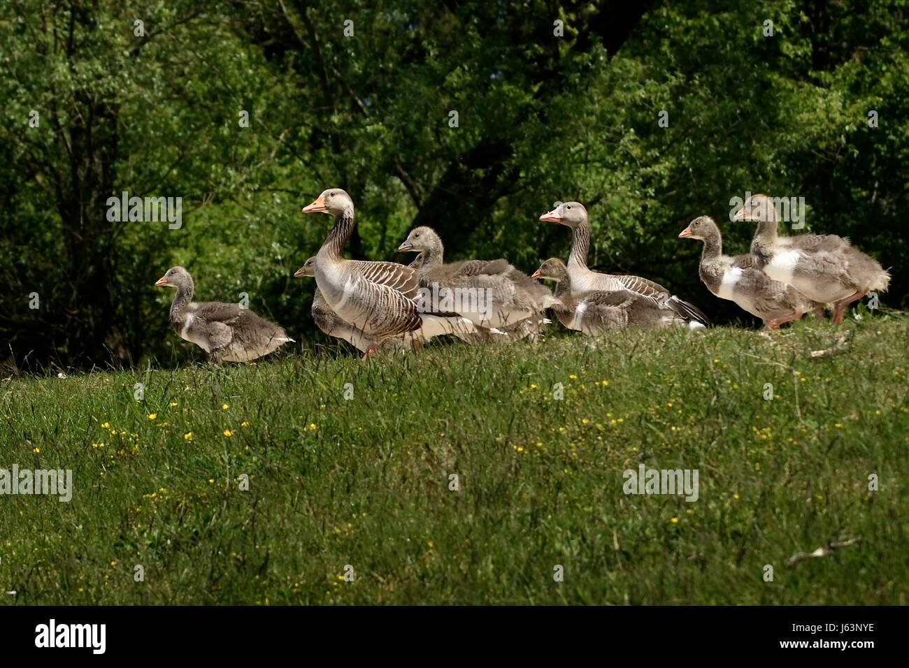 bird birds chick goose migrant birds of passage familiy family bird wild birds Stock Photo - Alamy