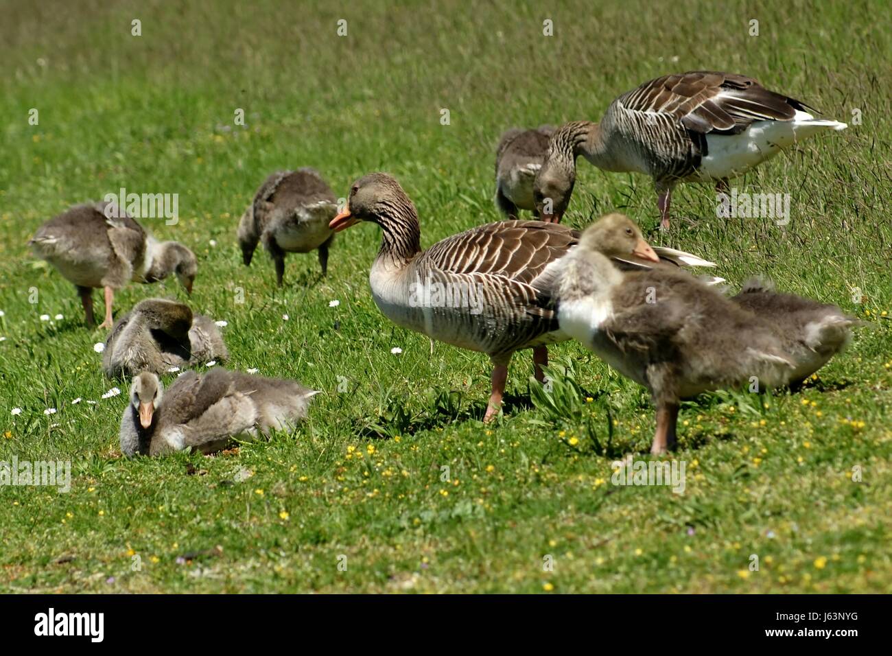 bird birds chick goose migrant birds of passage familiy family bird wild birds Stock Photo - Alamy