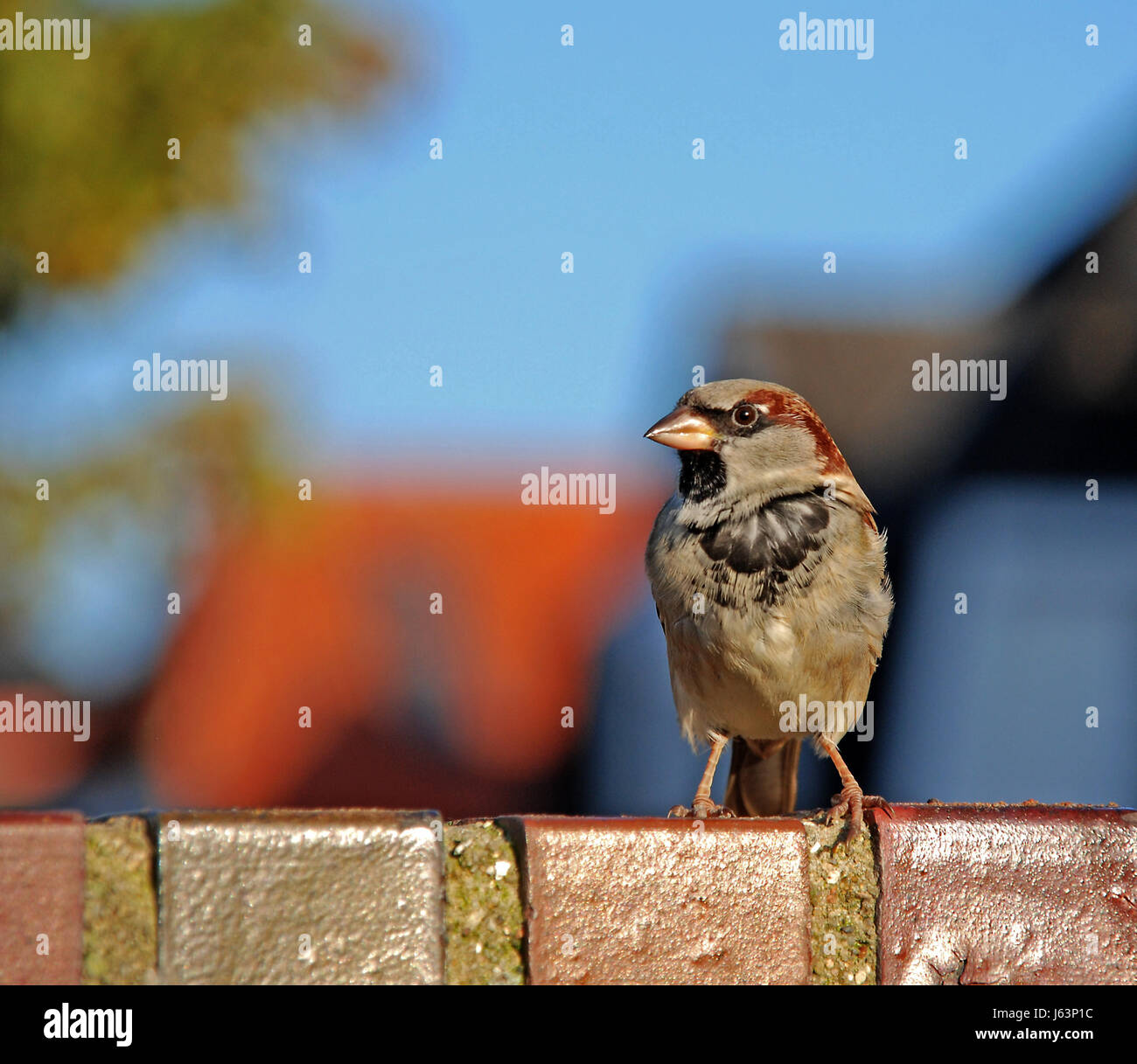 city town bird birds feathering sparrow homey domestic grey gray city town bird Stock Photo - Alamy