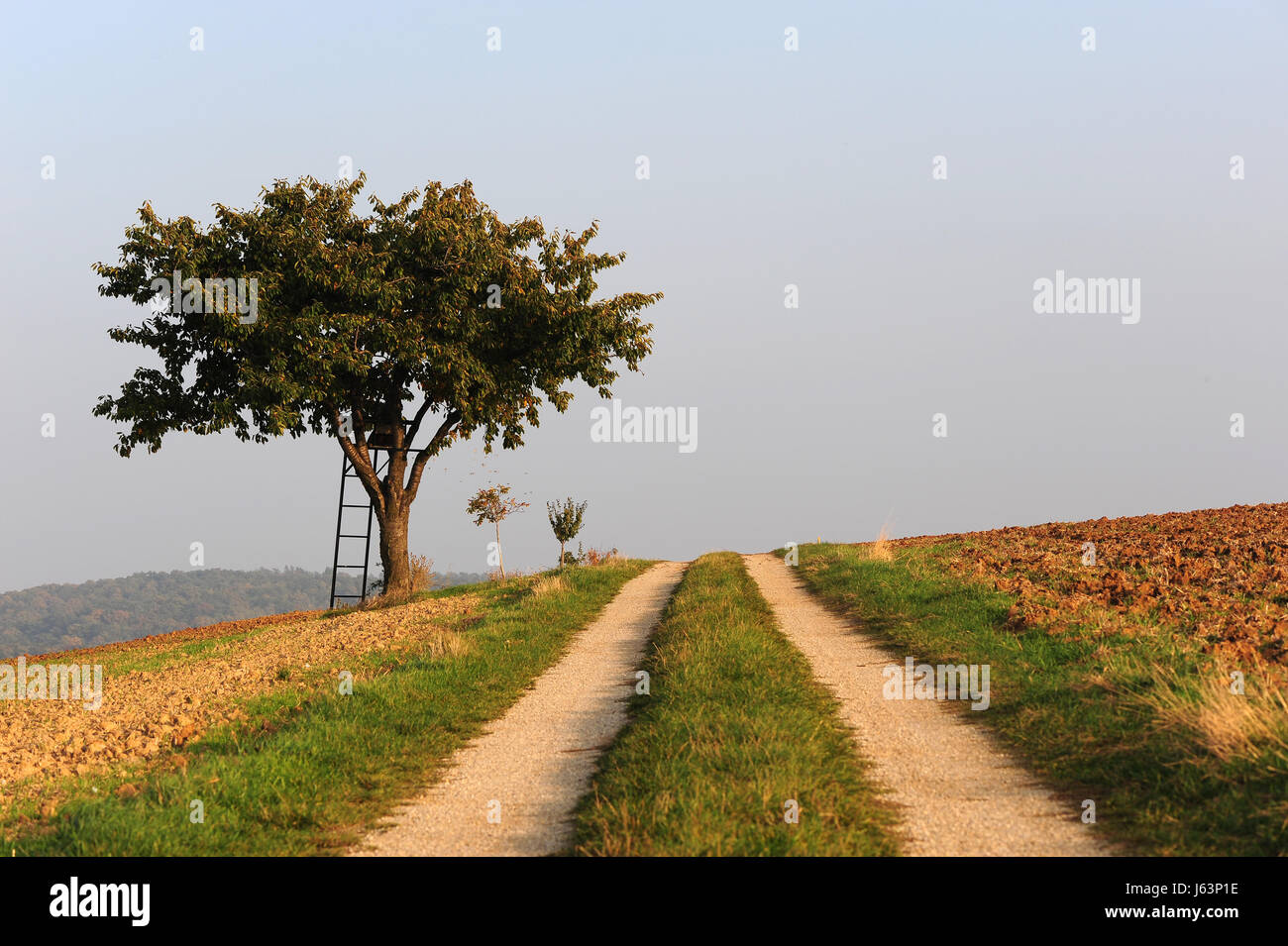 tree dirt road field wayside path way ladder scenery countryside nature ...