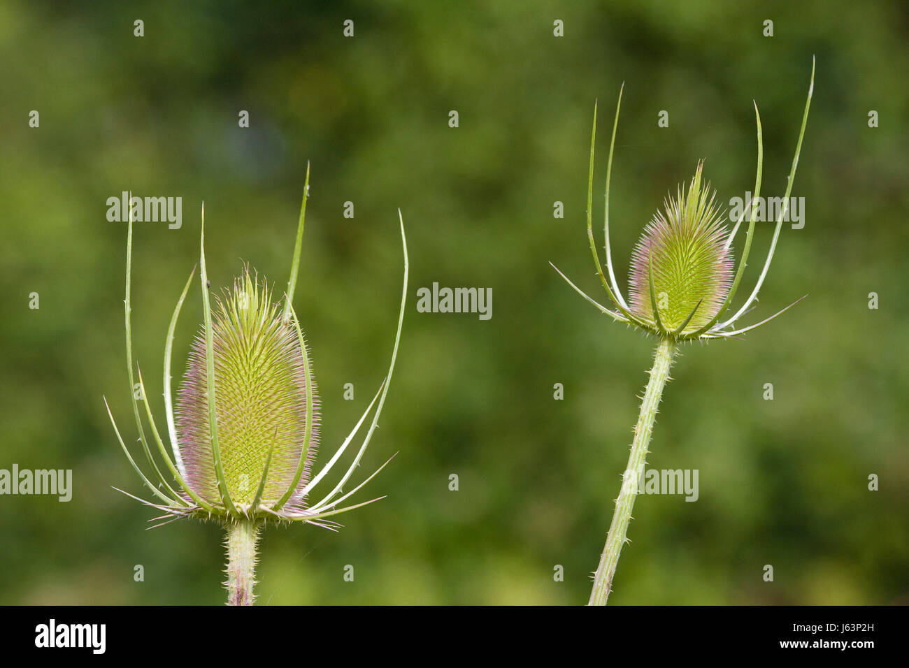 teasel savage haggardly garden wild teasel gardens dipsacus fullonum ...
