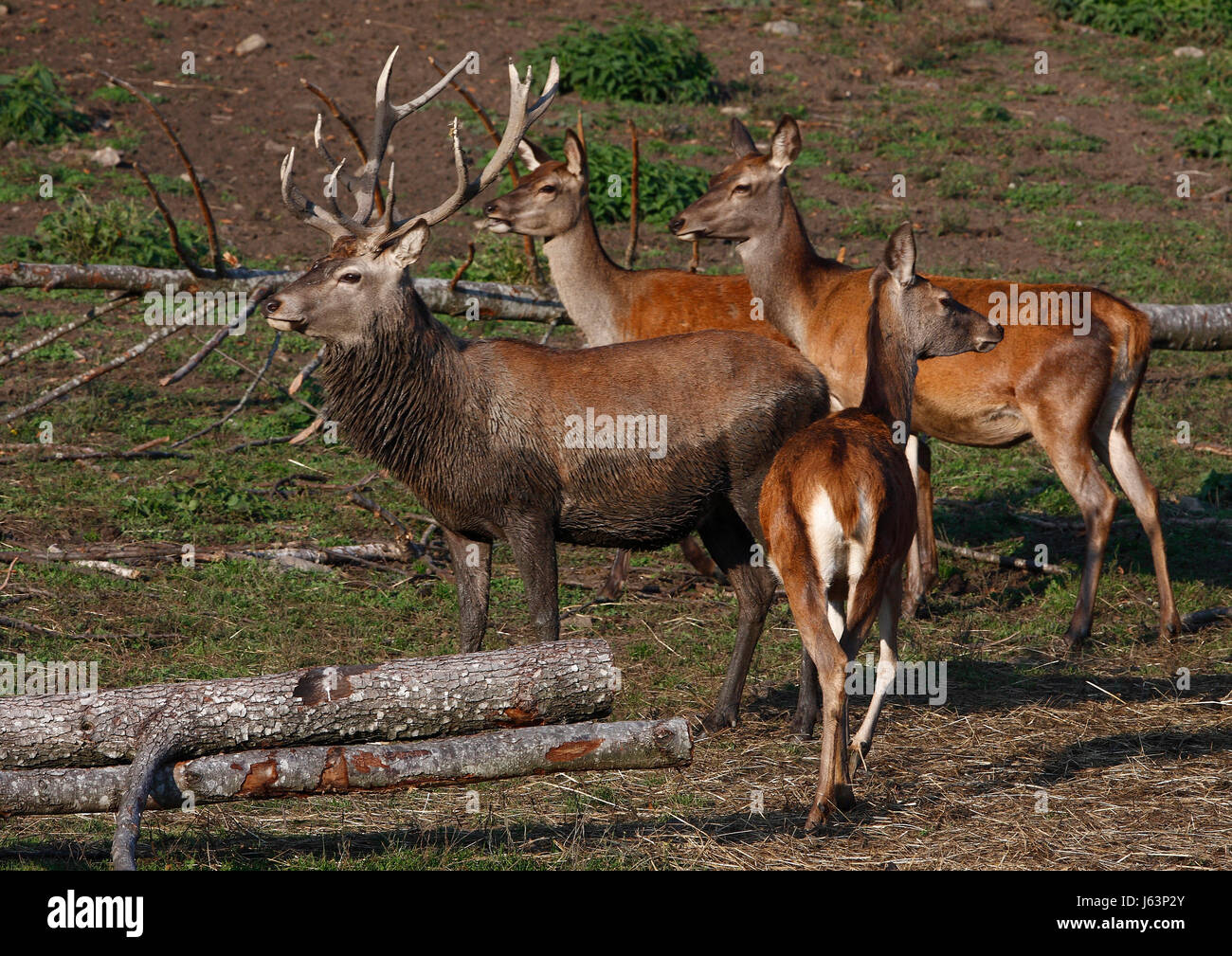 wild deer deer stag hind stags roe forest hart stag wild deer deer stag ...