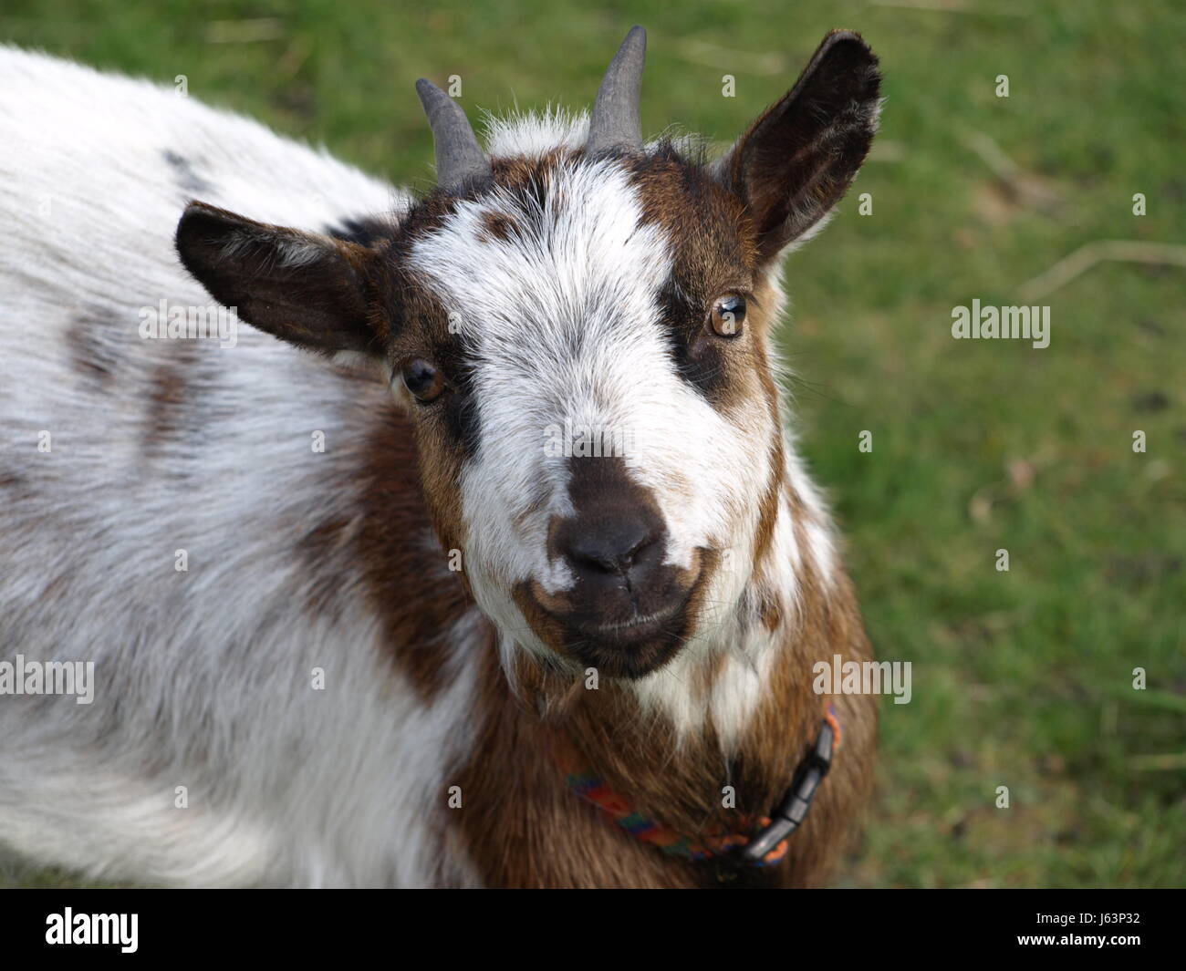 Grinning spotted hi-res stock photography and images - Alamy