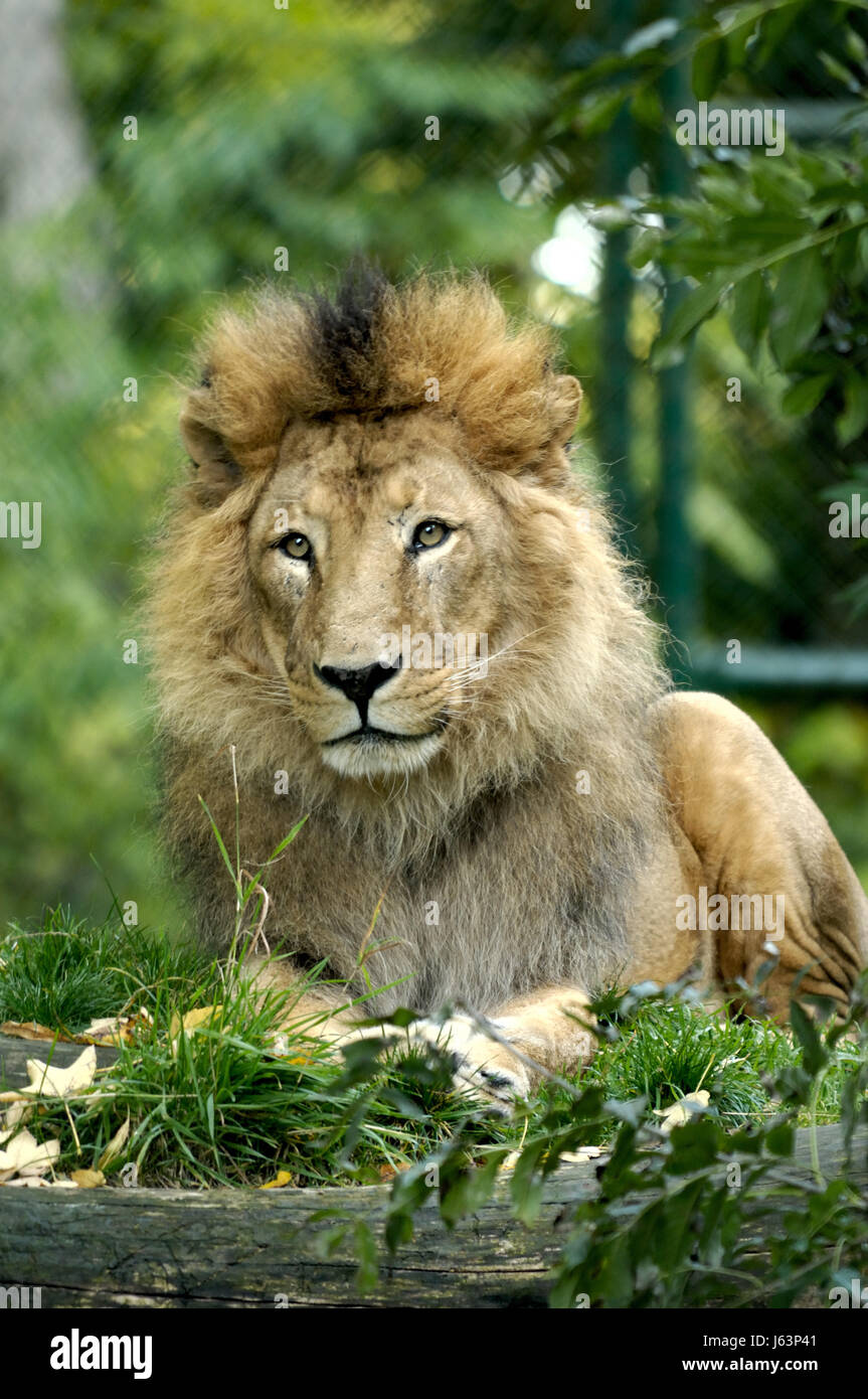 big cat feline predator lie lying lies zoological gardens male fauna ...