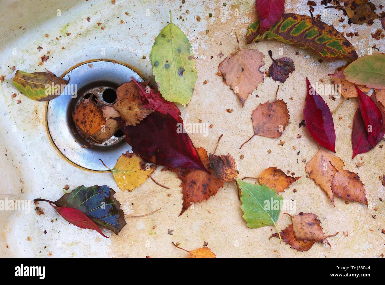 leaf leaves wash basin drain sieve foliage fall autumn ailing dirt ...