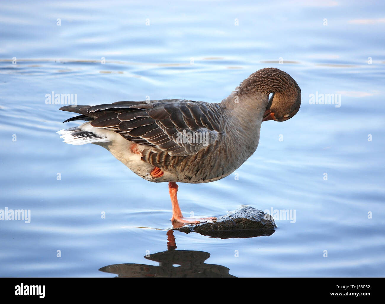 duck on one leg Stock Photo - Alamy