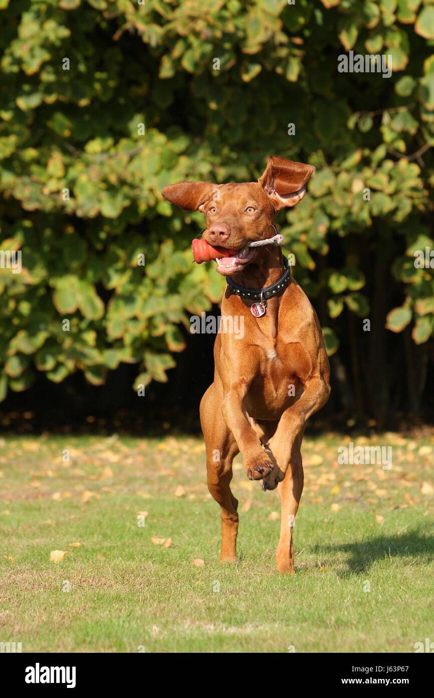 dog spring bouncing bounces hop skipping frisks jumping jump rage hound ...