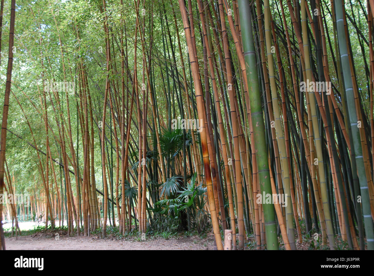 tree park bamboo japan forest leaves foliage nature environment ...