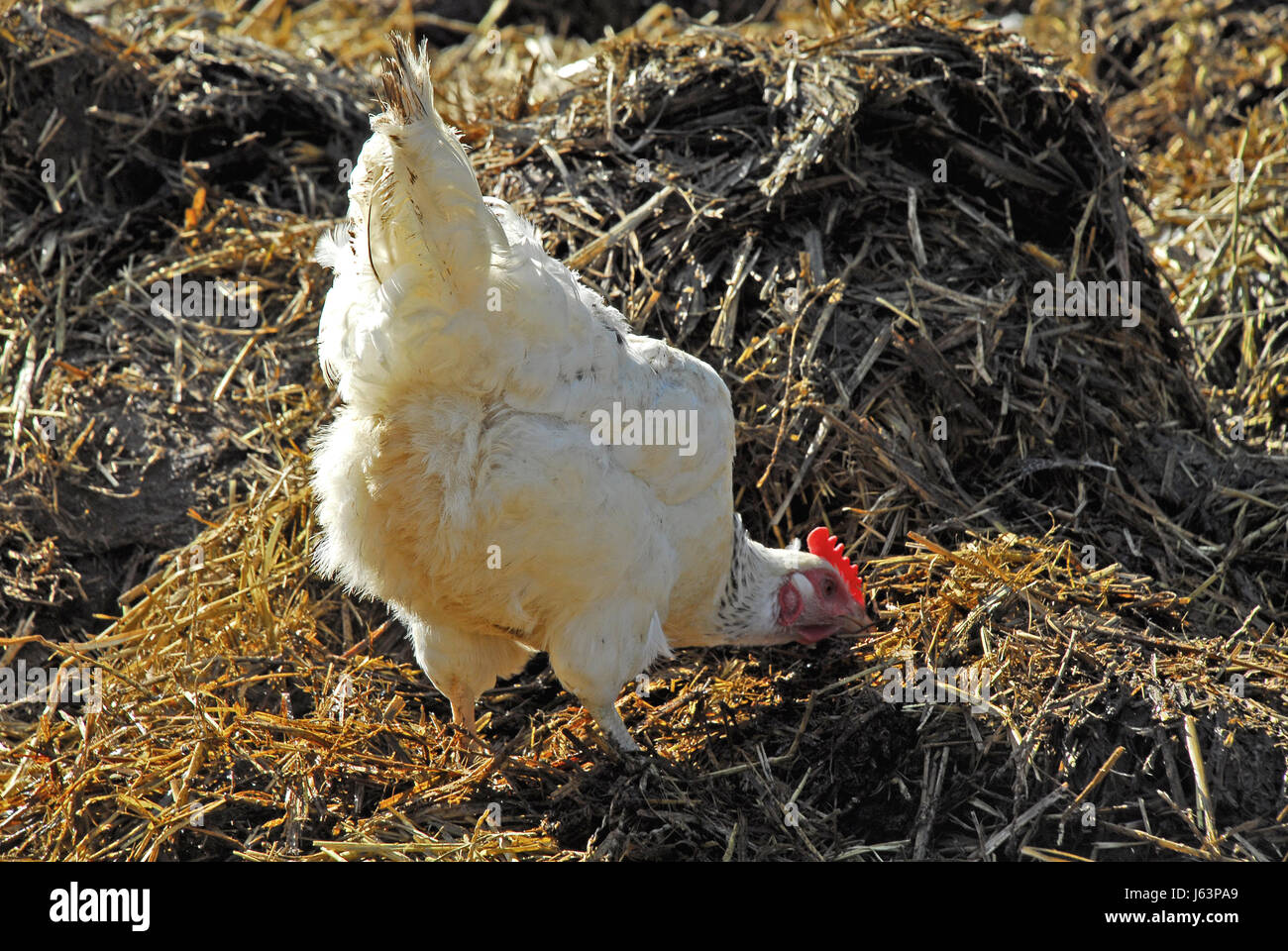 agriculture farming farm straw dunghill chicken hen fertilize bird ...
