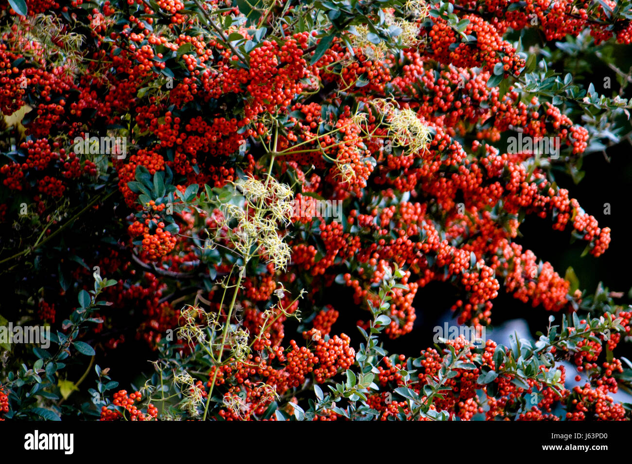 tree green shrub berries rowan berries berry red toxic poisonous art ...