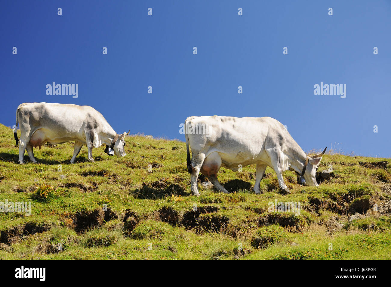 Two cows hi-res stock photography and images - Alamy