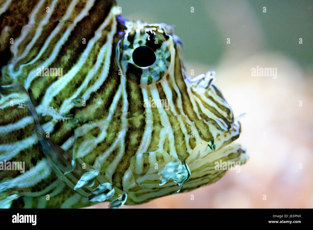 fish dive dangerous toxic poisonous aquarium fish dive salt water sea ...