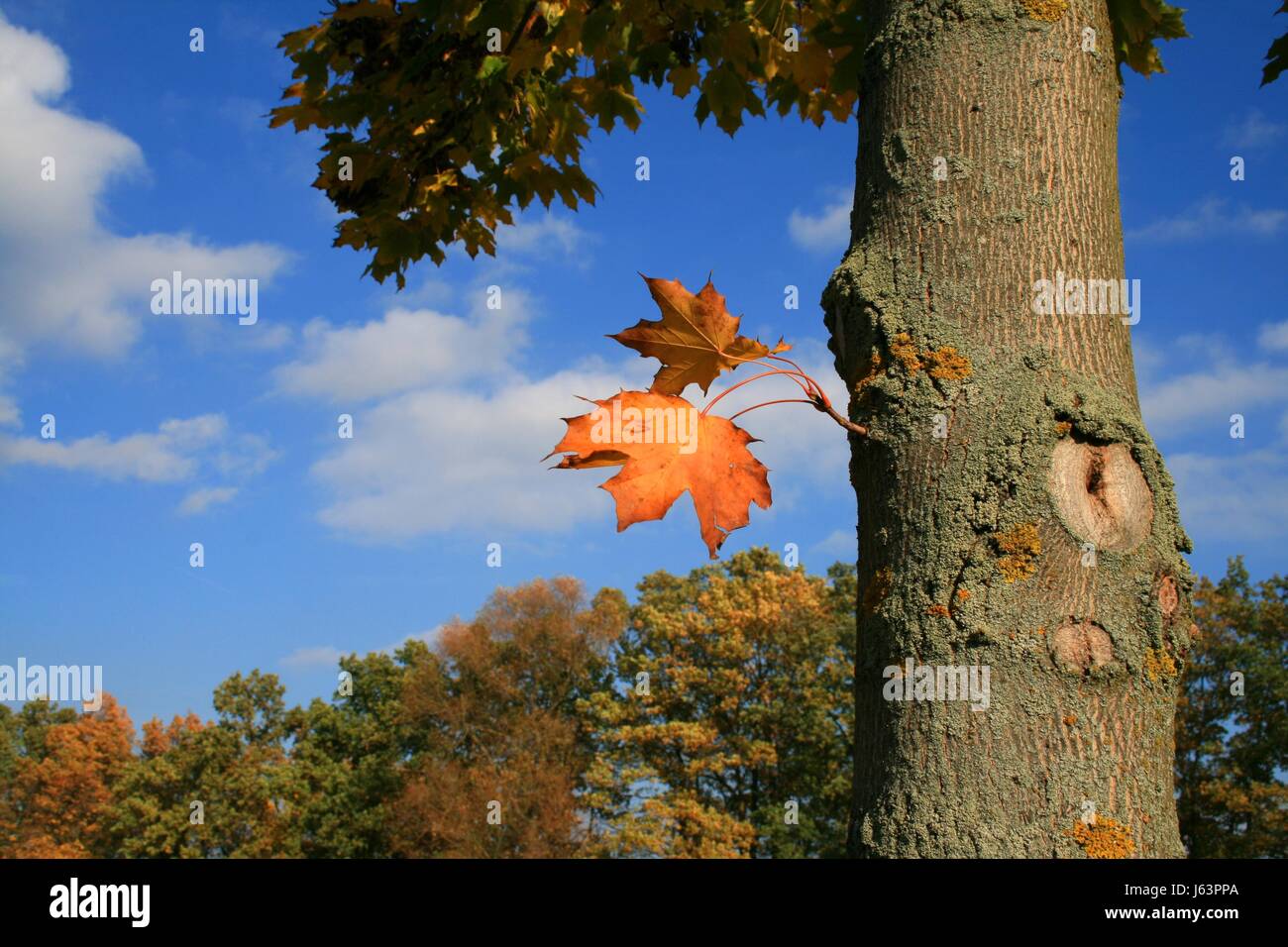 blue tree trunk leaves maple firmament sky clouds blue shine shines ...