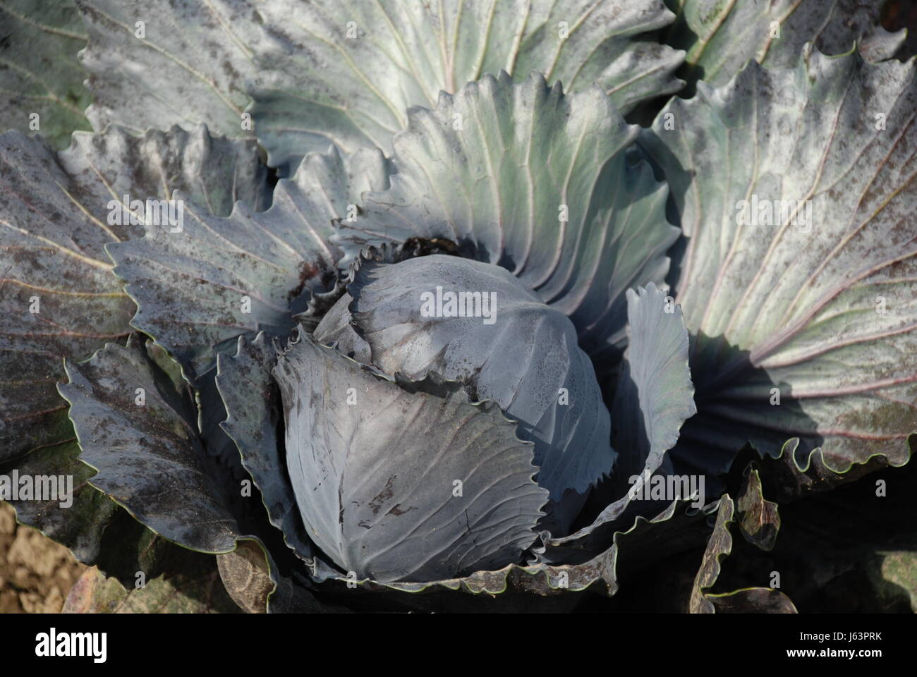 blue garden cabbage grow gardens herb red cabbage plant blue garden ...