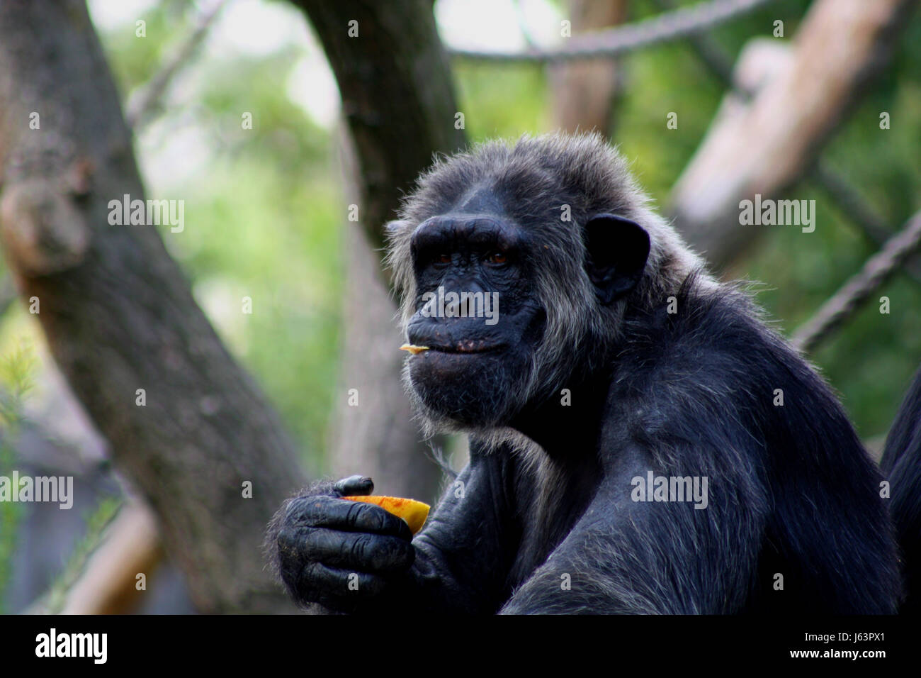 monkey fruit dainty to gorge engulf devour chimpanzee food aliment ...