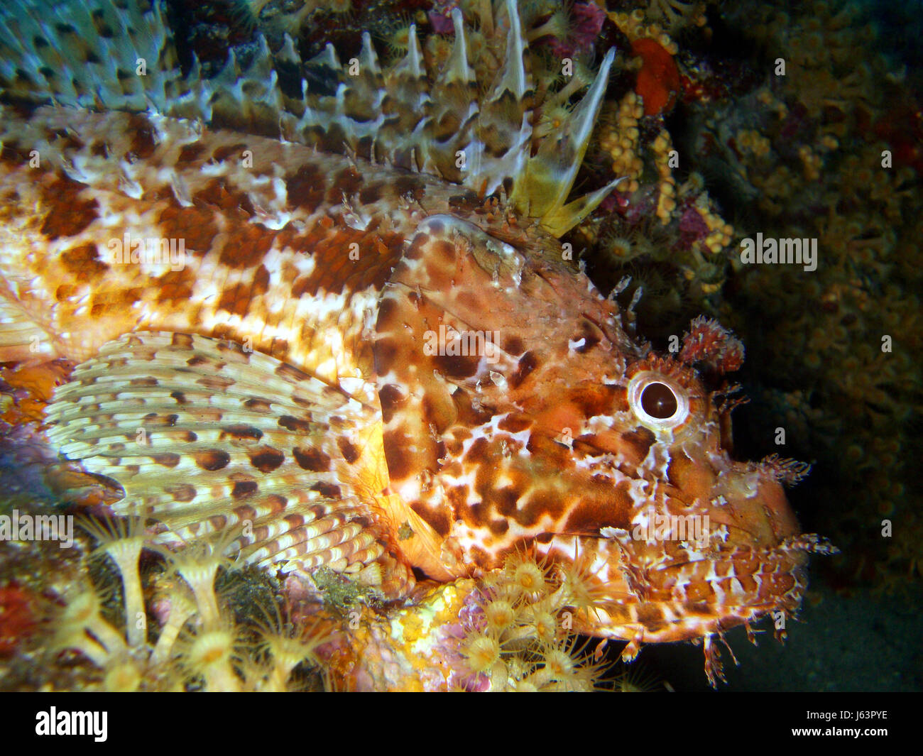 large red scorpion fish Stock Photo - Alamy