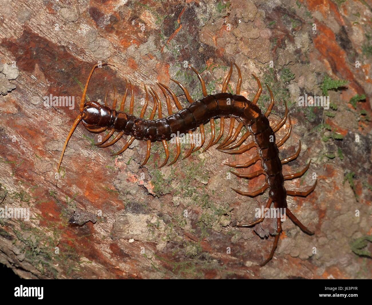 borneo centipede rainforest rain forest wildlife chilopoda giftig ...