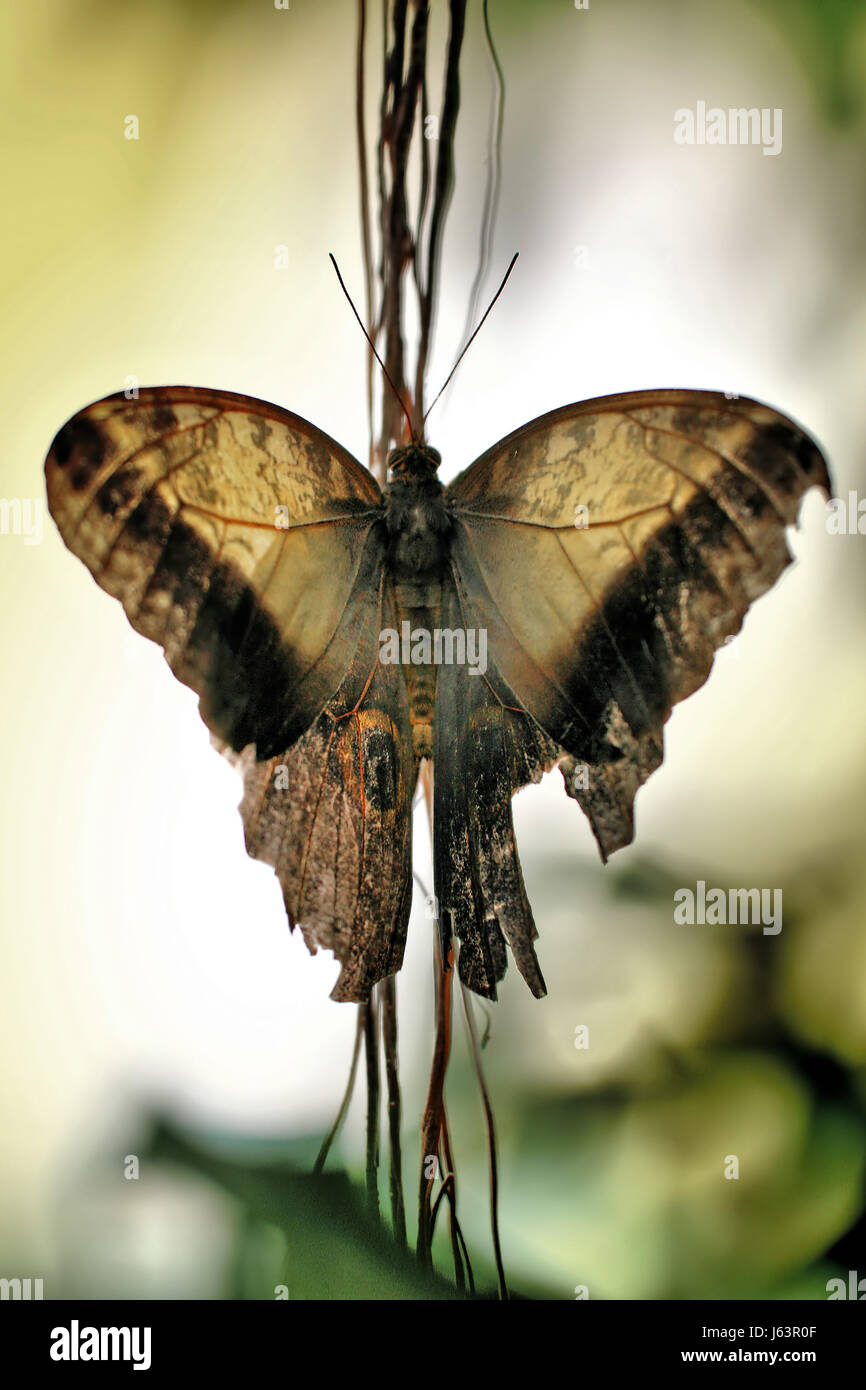 Sick butterfly hi-res stock photography and images - Alamy