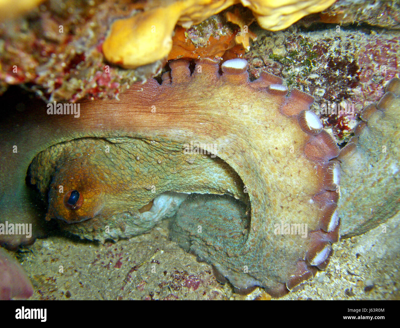 octopus octopi mollusc animals sepia fish underwater dive squid polyp ...