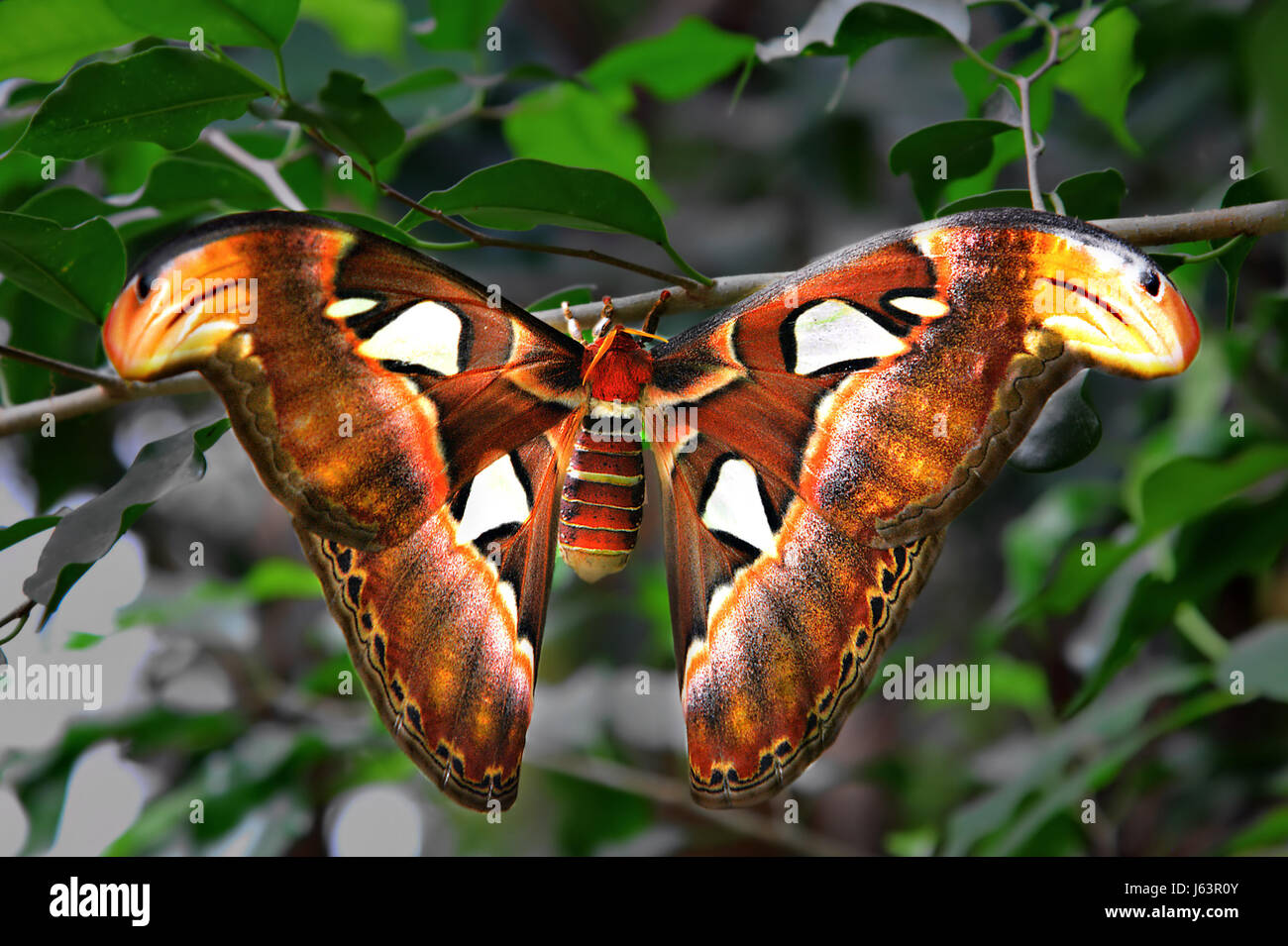 Map moth hi-res stock photography and images - Alamy