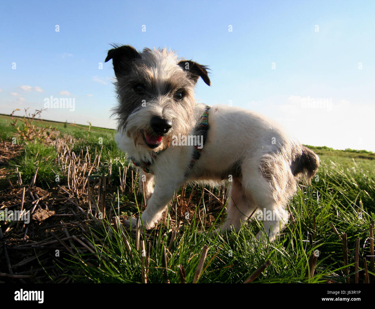 animal pet quadruped dog lap dog lapdog meadow legs green field black ...