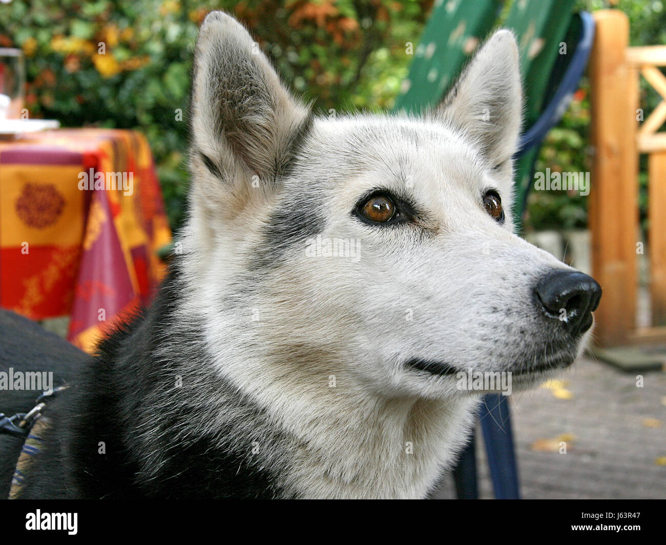 wait waiting face look glancing see view looking peeking looking at dog ...
