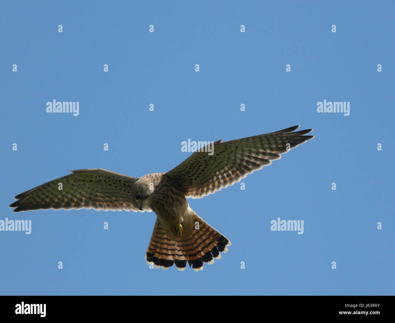 flight bird birds feathers free sparrow hawk hunting chase fly flies ...