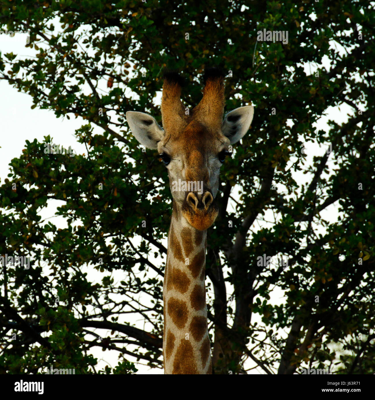 Giraffe head study Stock Photo - Alamy