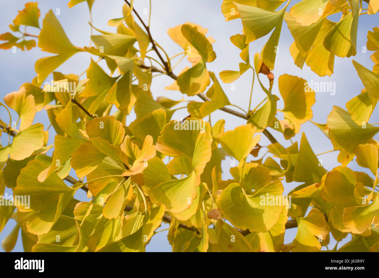 medicinal plant herbs plant leaf plant leaves flora medicinal plant ...