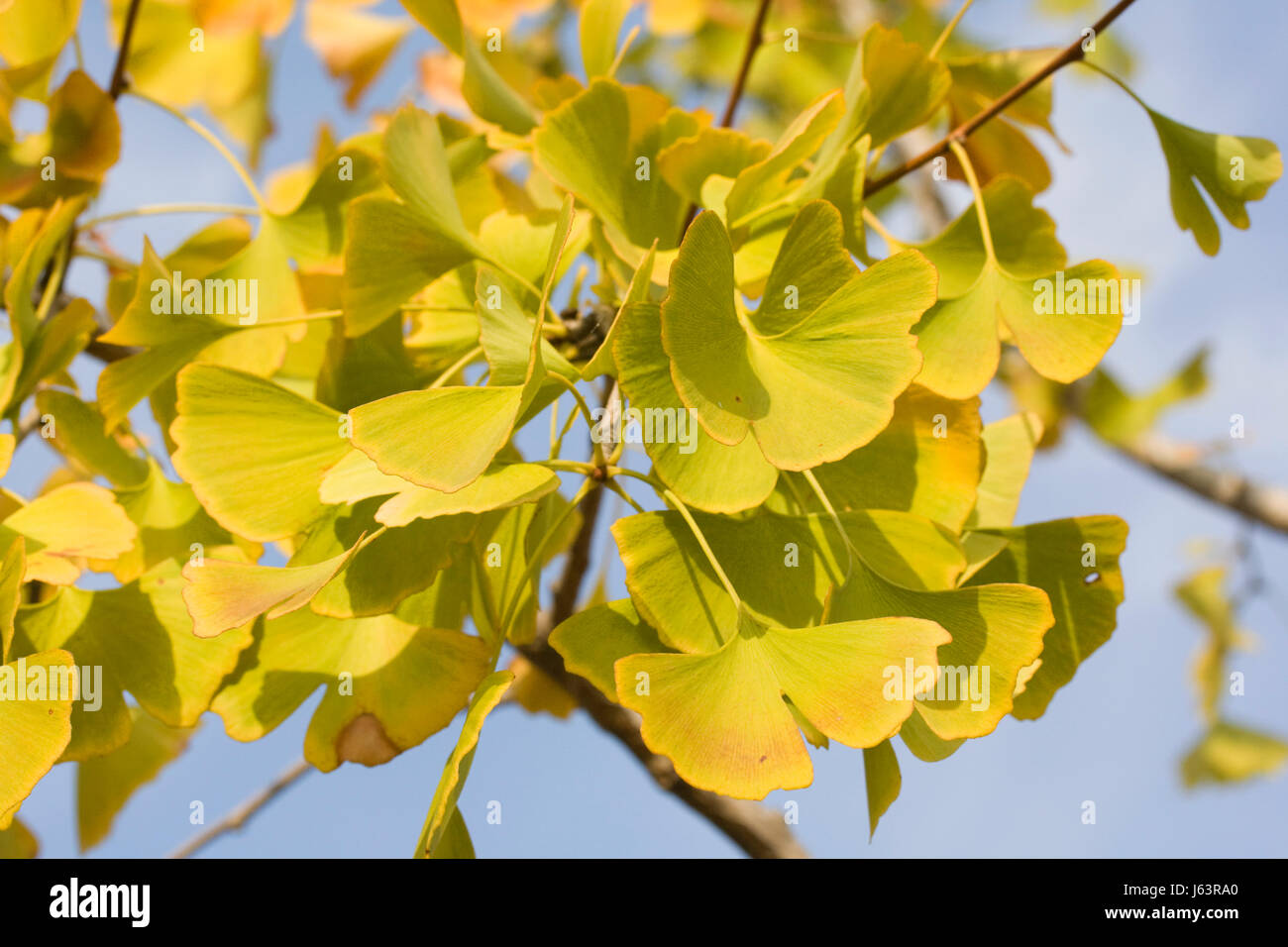 medicinal plant herbs plant leaf plant leaves flora medicinal plant ...