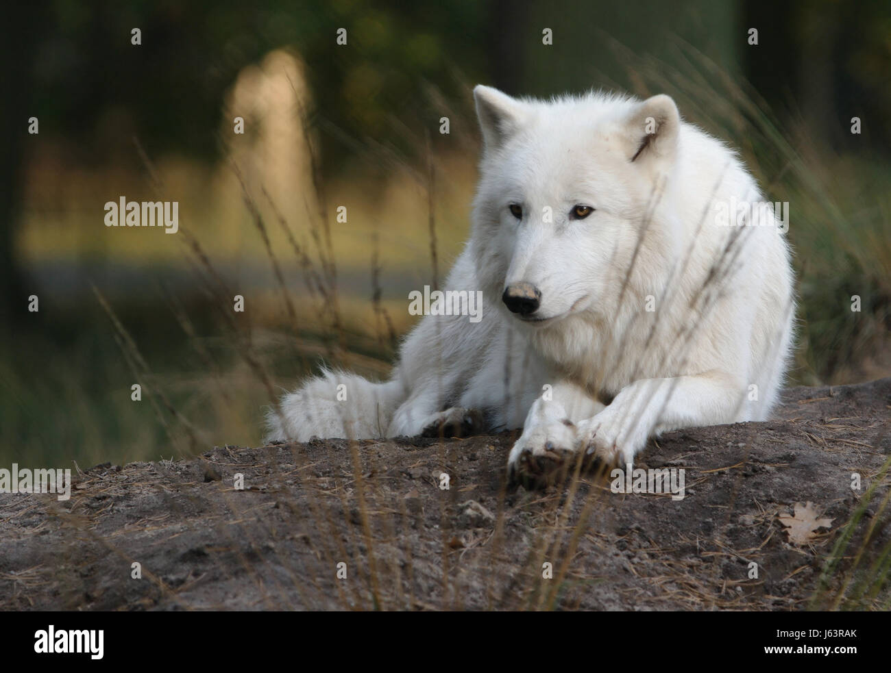 eyes predator wolf watching observe watch wait waiting hill animal eyes ...