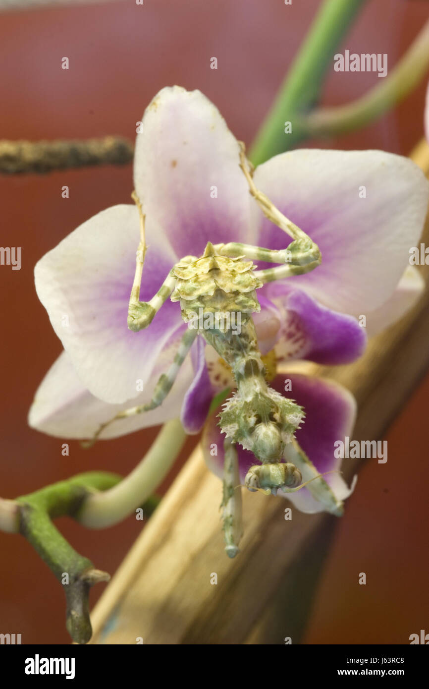 legs insect flower orchid plant head legs insect animals eyes ...