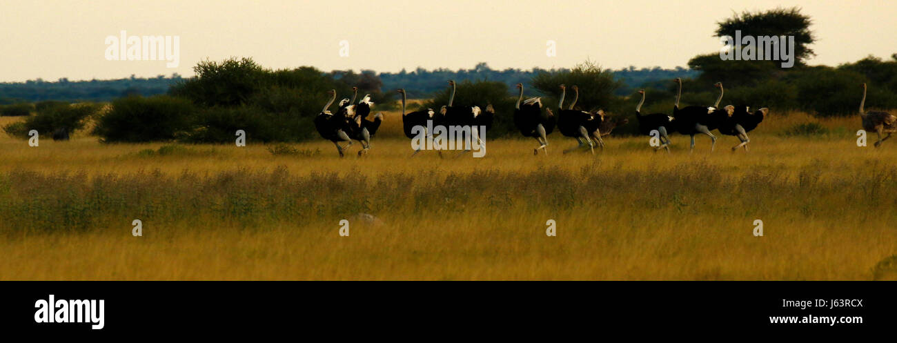 Young male Ostrich running on the African plains Stock Photo - Alamy