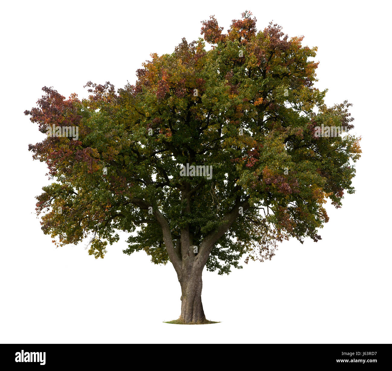 leaf isolated tree trees white apple plant leaf single isolated tree ...