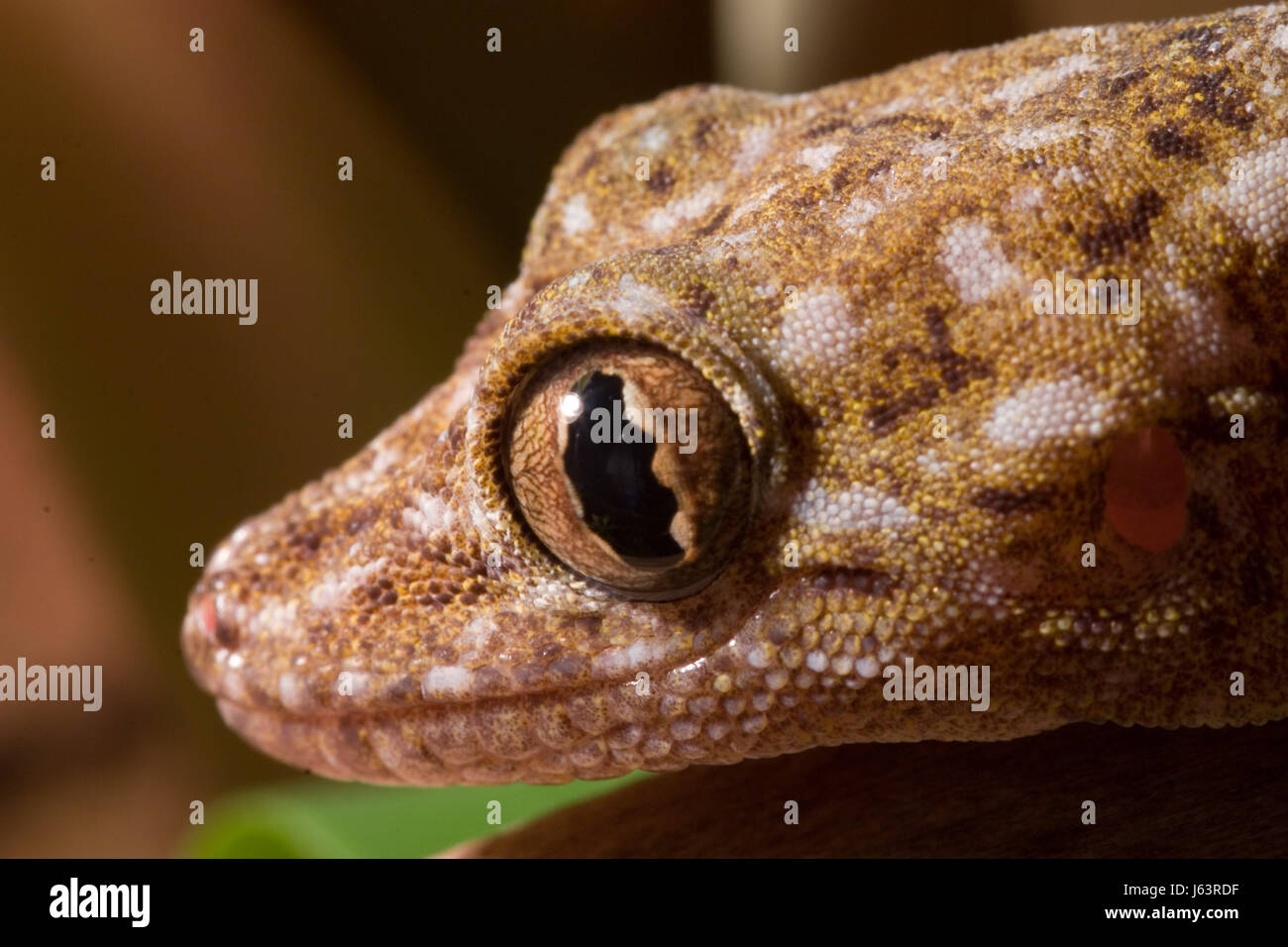 marble gecko head Stock Photo - Alamy
