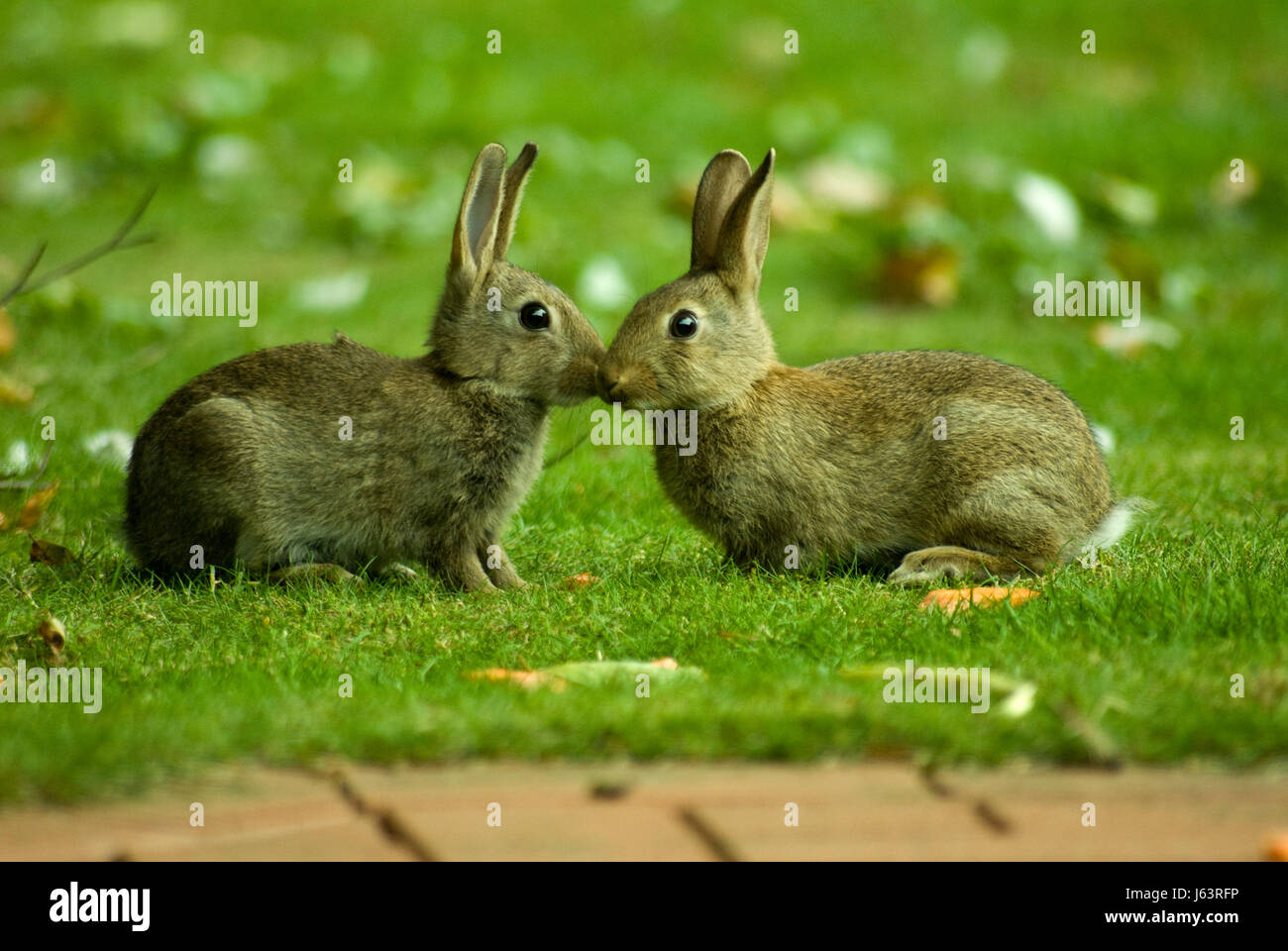 danger mammal eyes rabbit young younger rabbits hunting chase listen ...