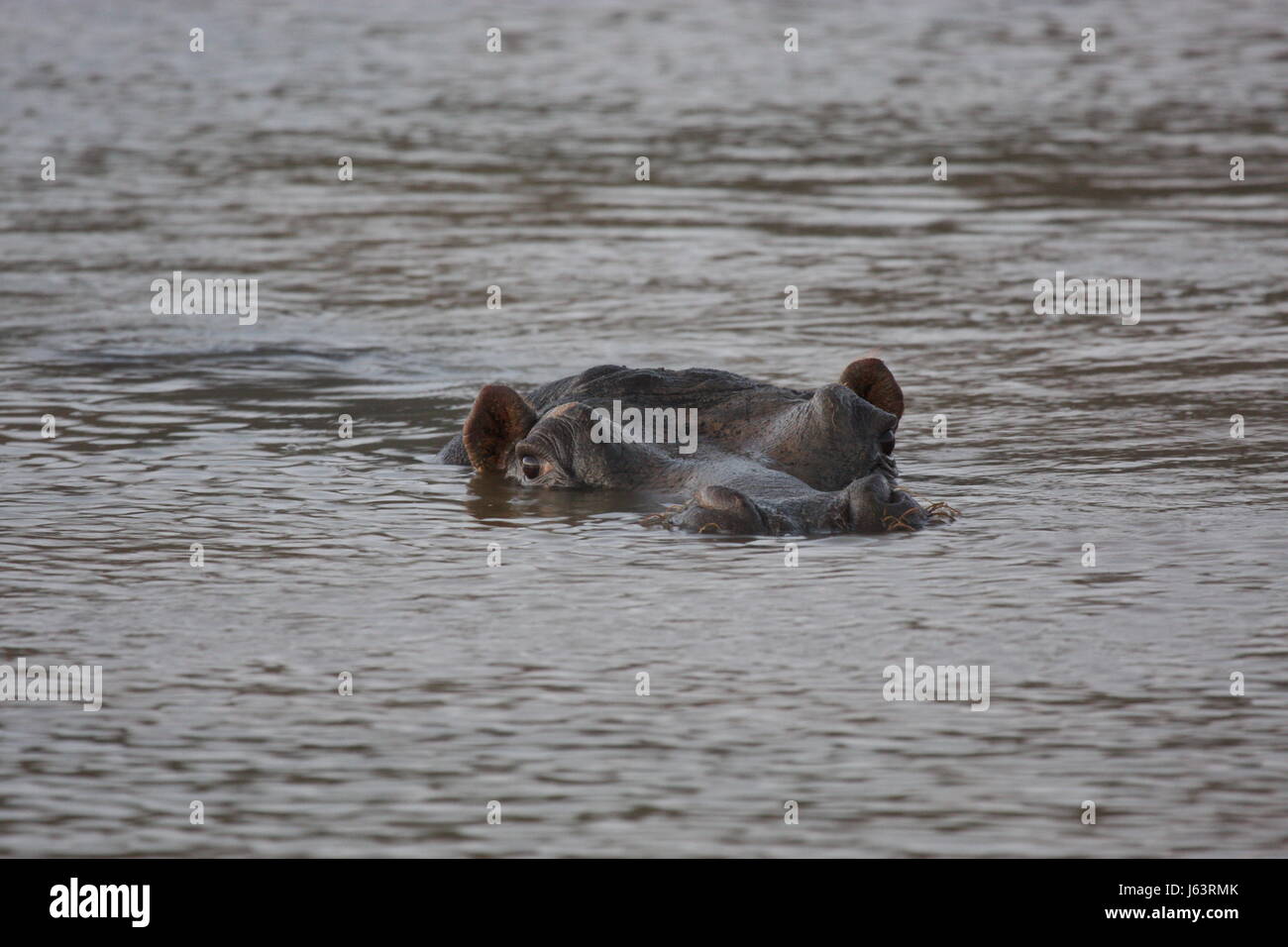 hippo is curious Stock Photo - Alamy