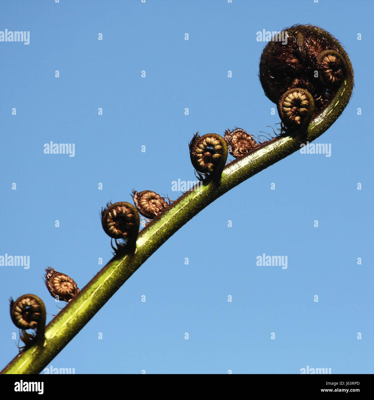 tree botany new zealand fern plant fauna flora grow development unfold ...