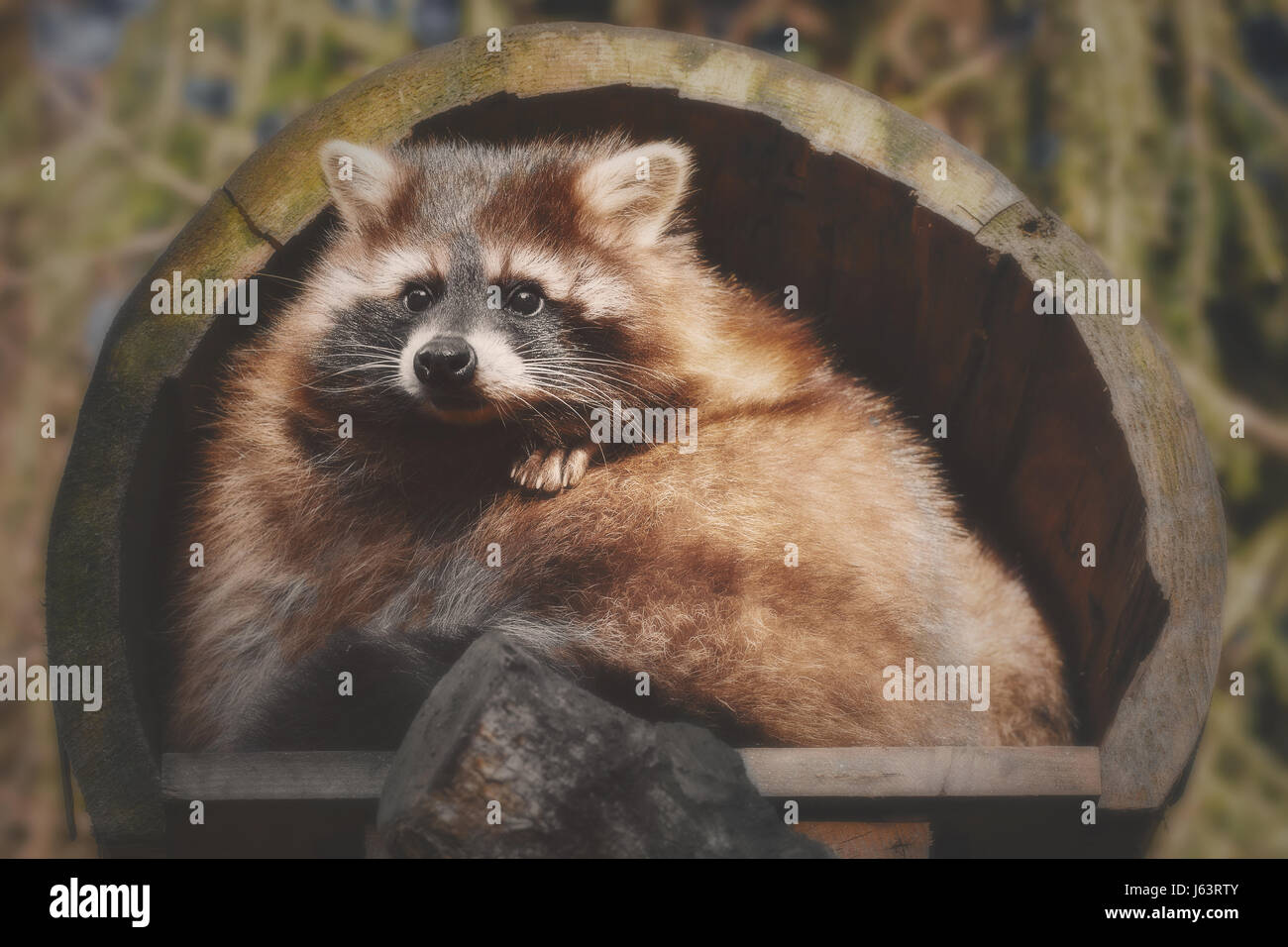 Cute Racoon High Resolution Stock Photography and Images - Alamy