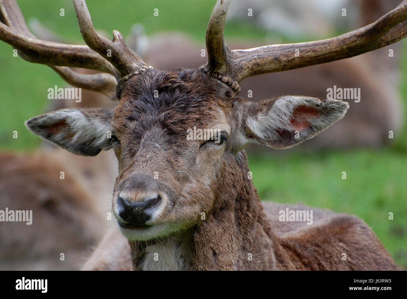 fauna flora horns roe forest nature hart stag wood brown brownish ...