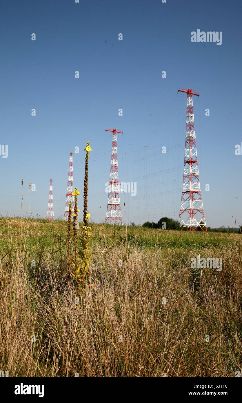 engineering mast masts medicinal plant rank growth fatten scenery ...
