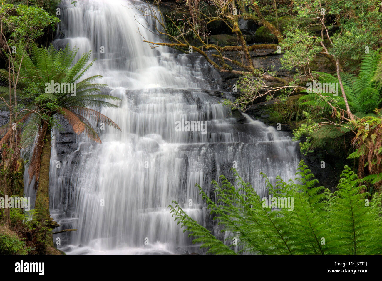 tree trees australia waterfall cascades lawn green forest nature ...