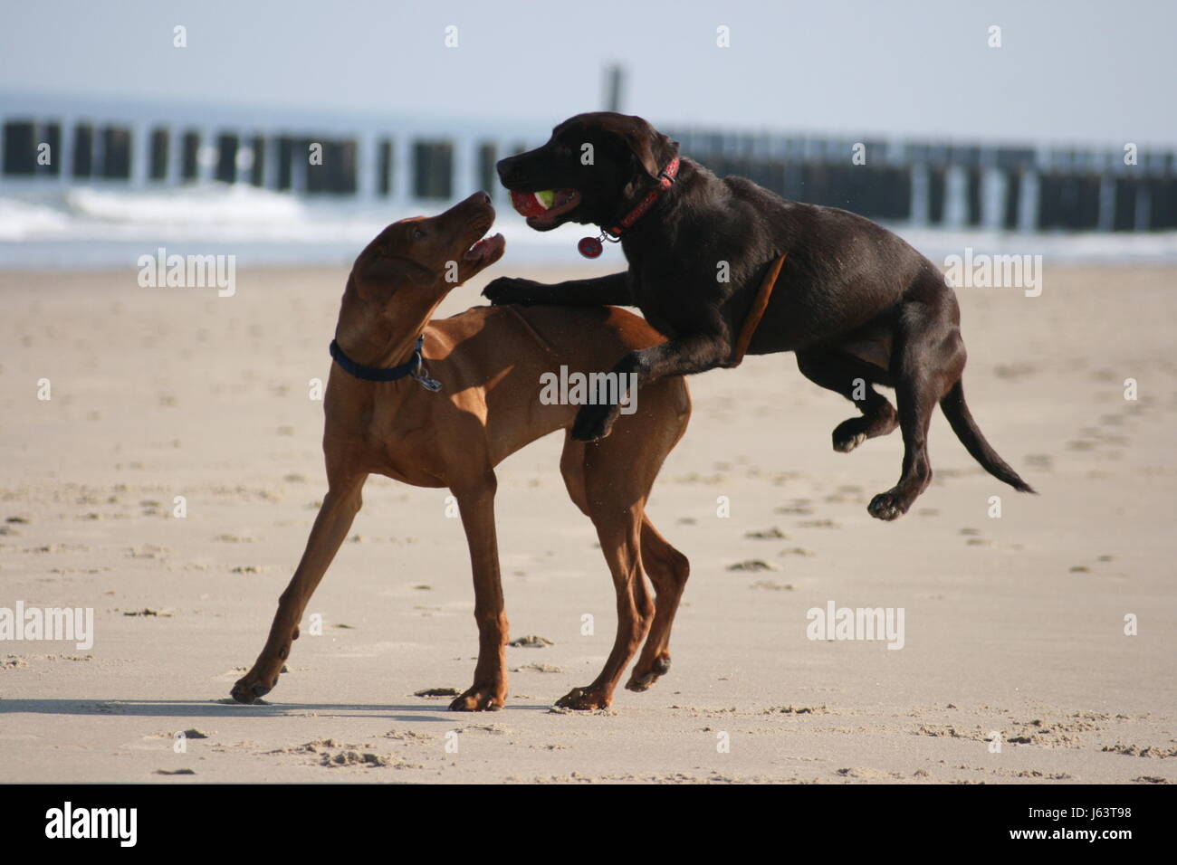 the flying dogs ii Stock Photo - Alamy