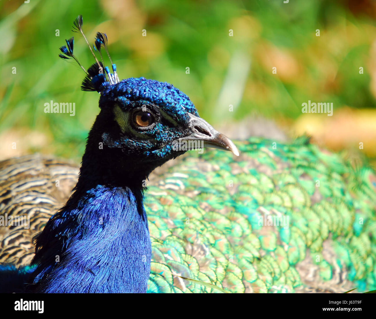 Royal blue head hi-res stock photography and images - Alamy