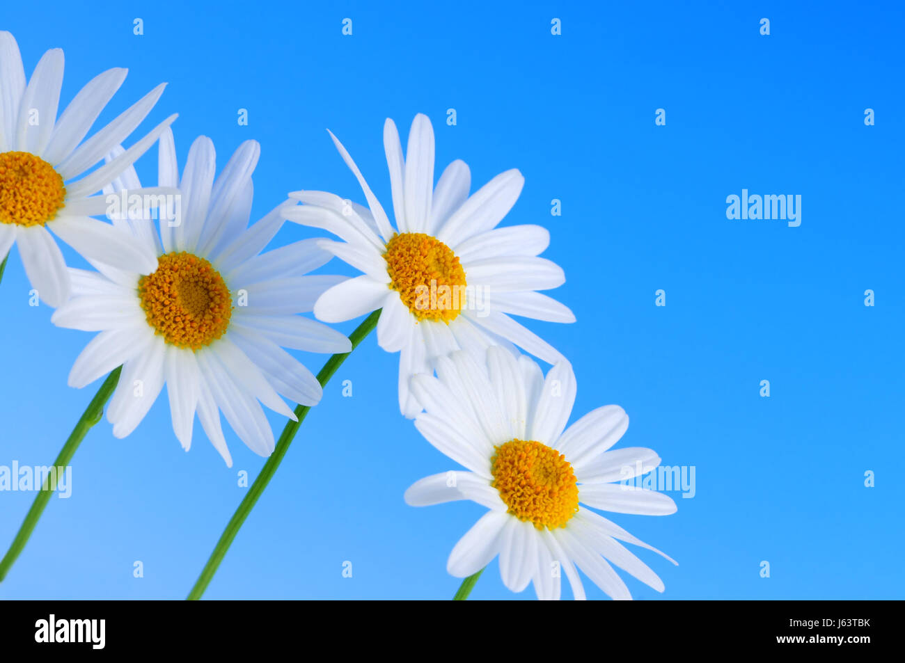 bloom blossom flourish flourishing flower flowers plant stalk stem ...